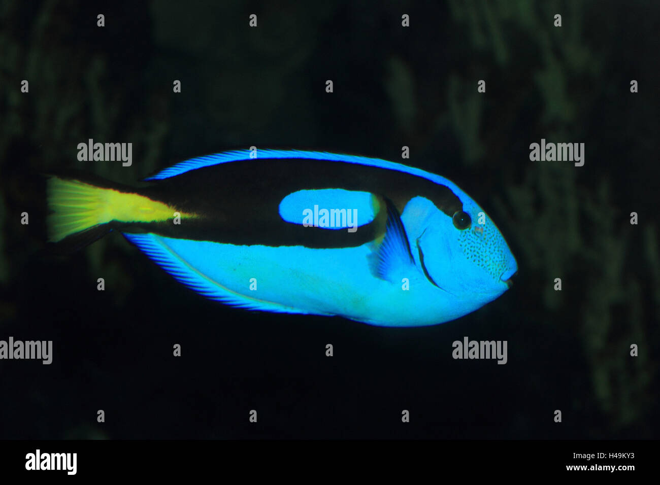 Doctors fish hi-res stock photography and images - Alamy