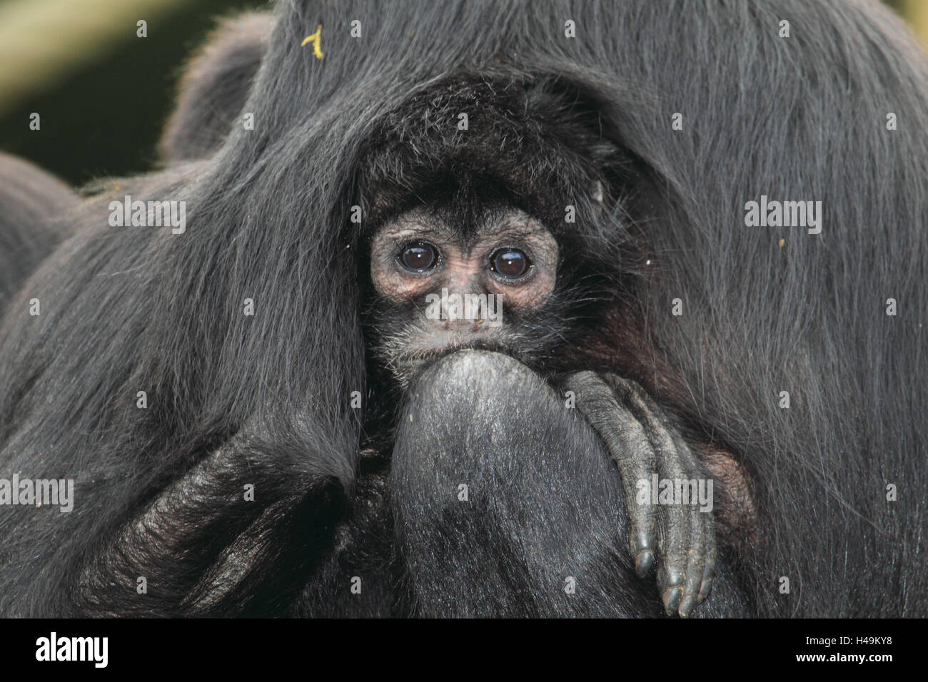 Brown head at symbol with young animal, medium close-up Stock Photo - Alamy