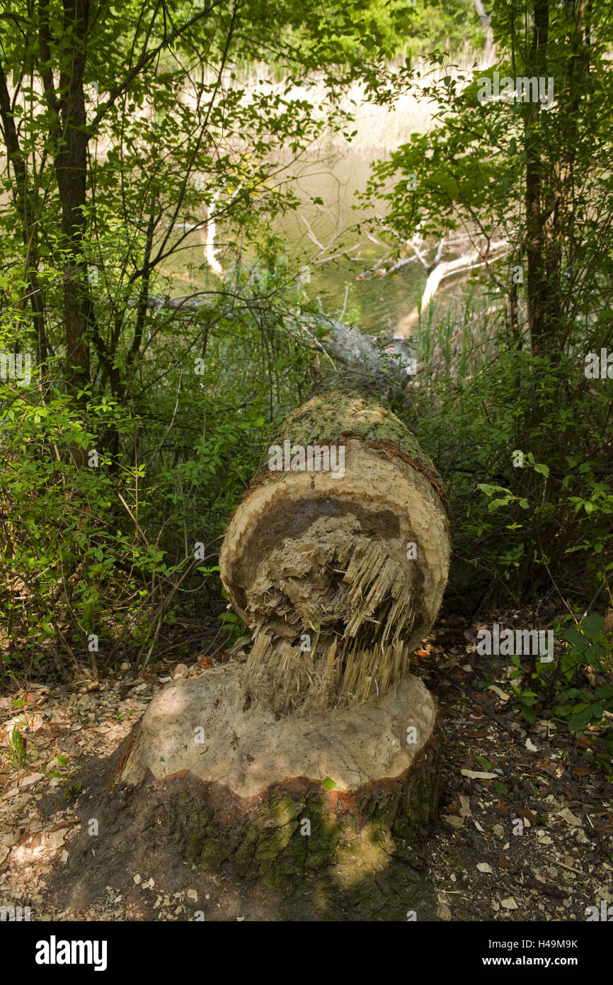 Austria, Vienna, recreation area Lobau in the national park Danube ...