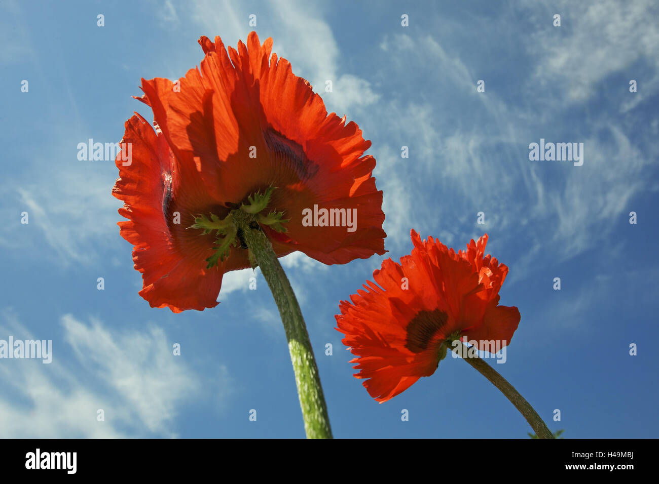 Oriental poppy seed, two blossoms before cirri in the heaven Stock ...