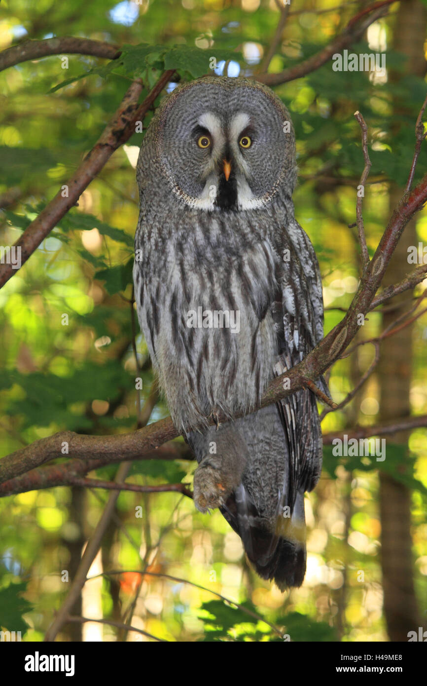 Beard bird hi-res stock photography and images - Alamy
