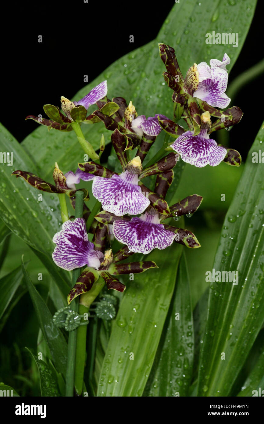 Orchid blossom, Epidendrum ibaguense Stock Photo - Alamy