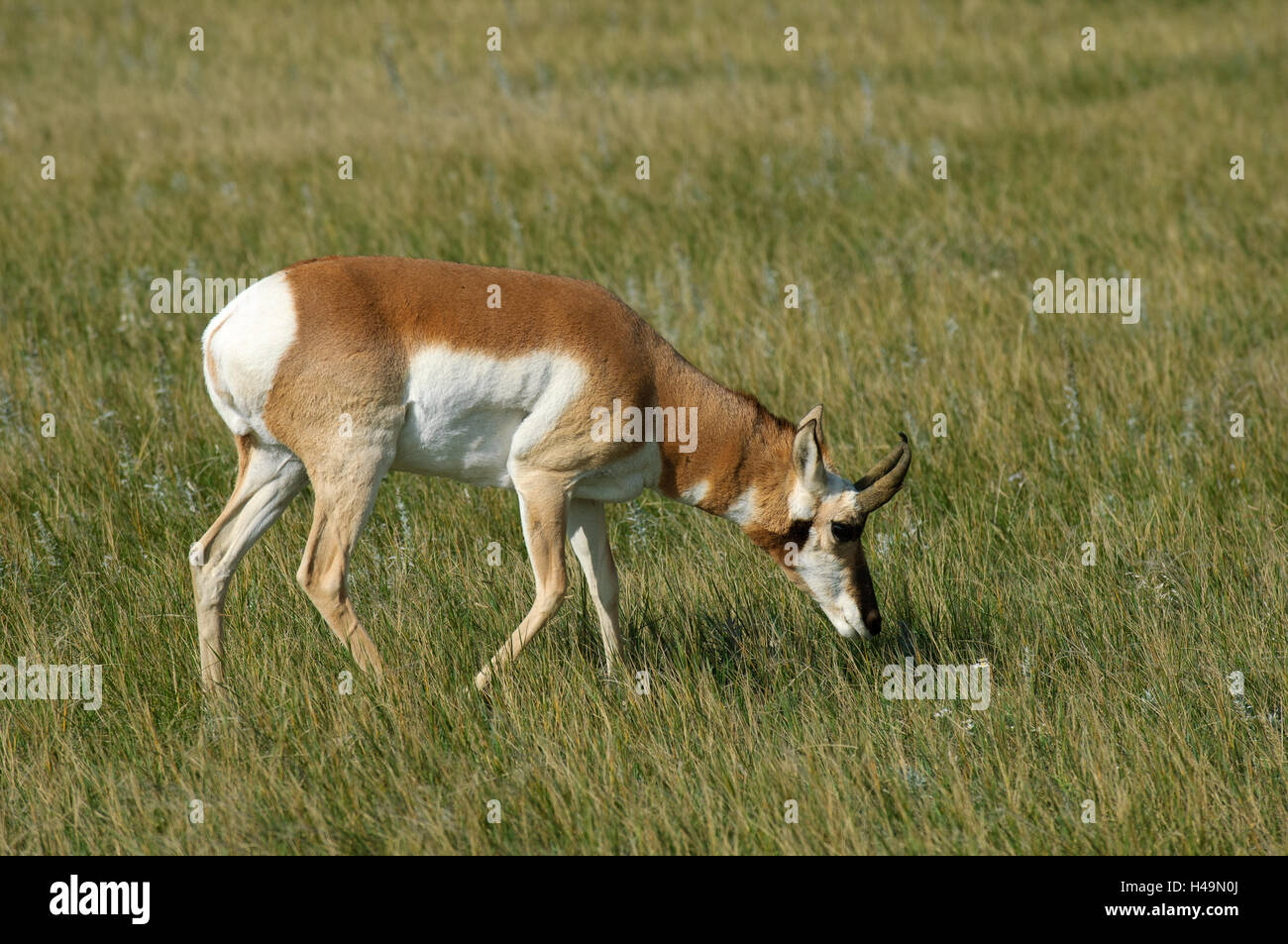 Pronghorn Antelope (Antilocapra americana) at the entrance to Badlands ...