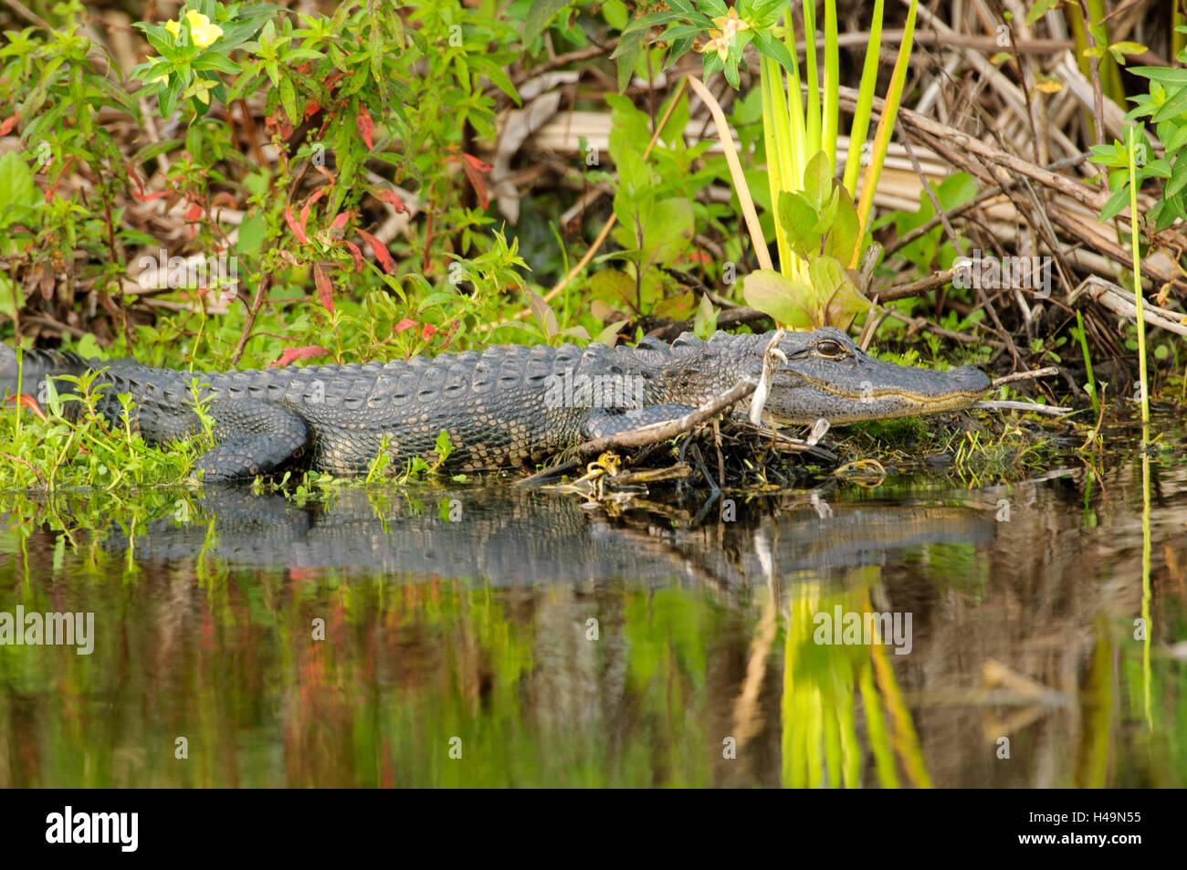 Arthur R Marshall Wildlife Reserve, Loxahatchee, Florida. American ...