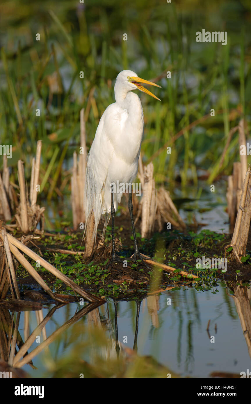 Arthur R Marshall National Wildlife Reserve - Loxahatchee, Florida, USA ...