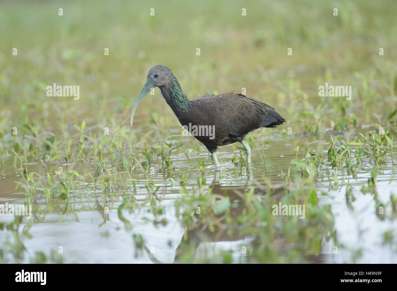 Green Ibis (Mesembrinibis cayennensis), Araras Ecolodge, Mato Grosso ...