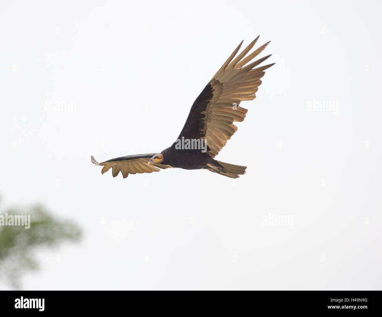 Lesser Yellow-headed Vulture (Cathartes burrovianus) , Araras Ecolodge ...