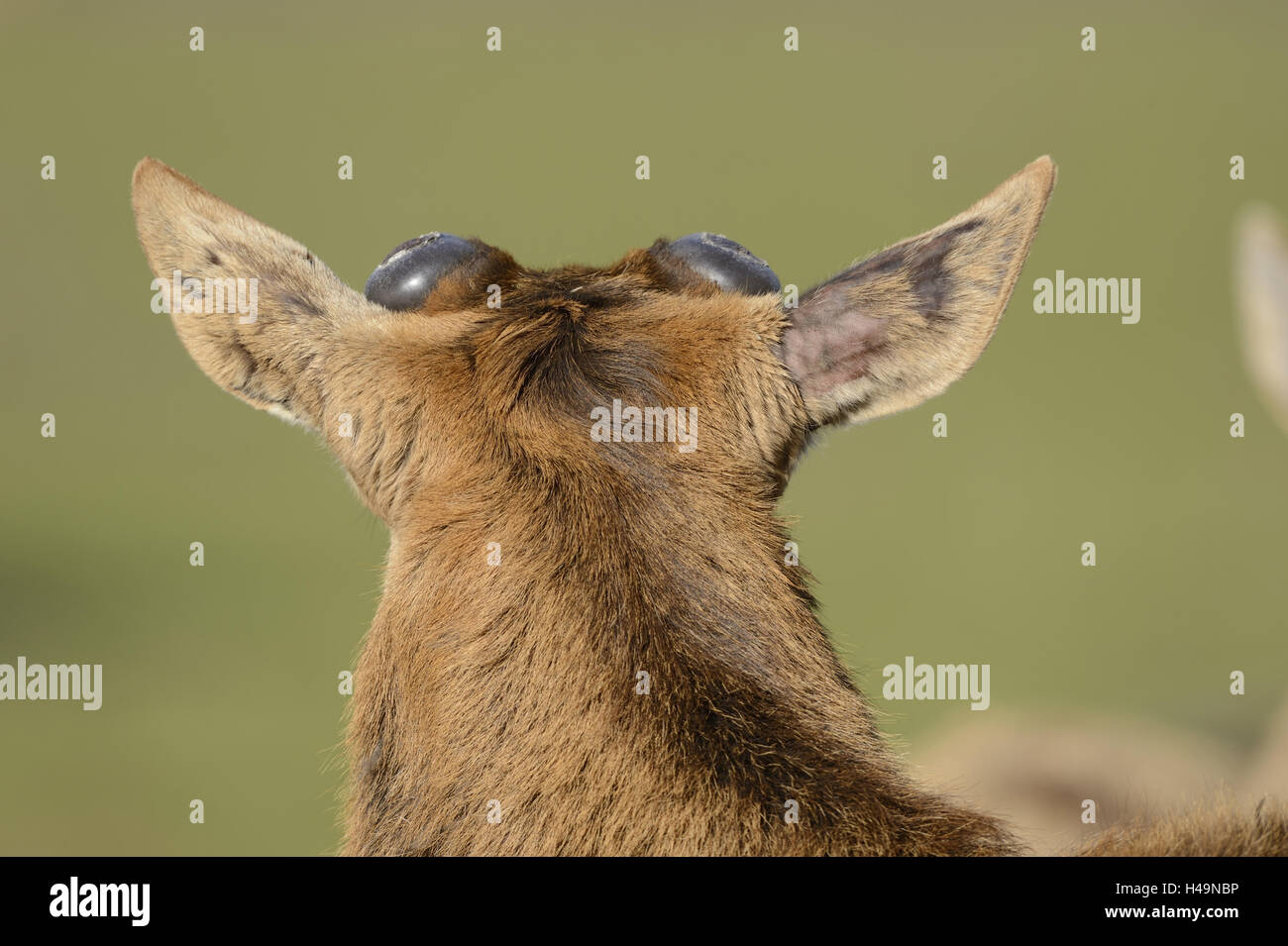 Antler takeoffs hi-res stock photography and images - Alamy
