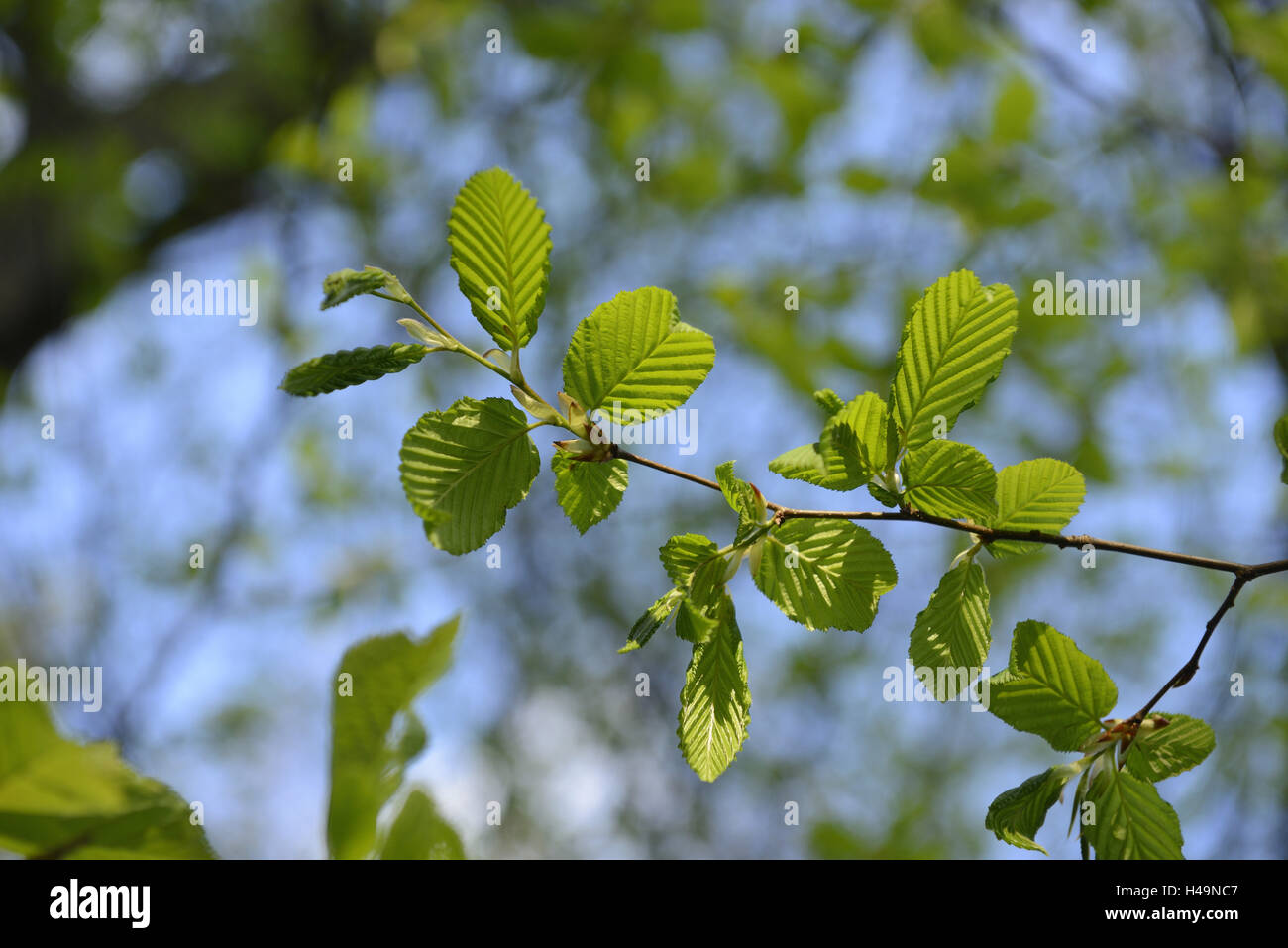 Copper beech, Fagus sylvatica, foliage Stock Photo - Alamy