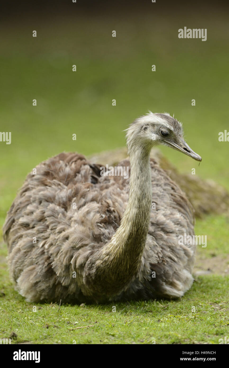 Rhea rhea hi-res stock photography and images - Alamy