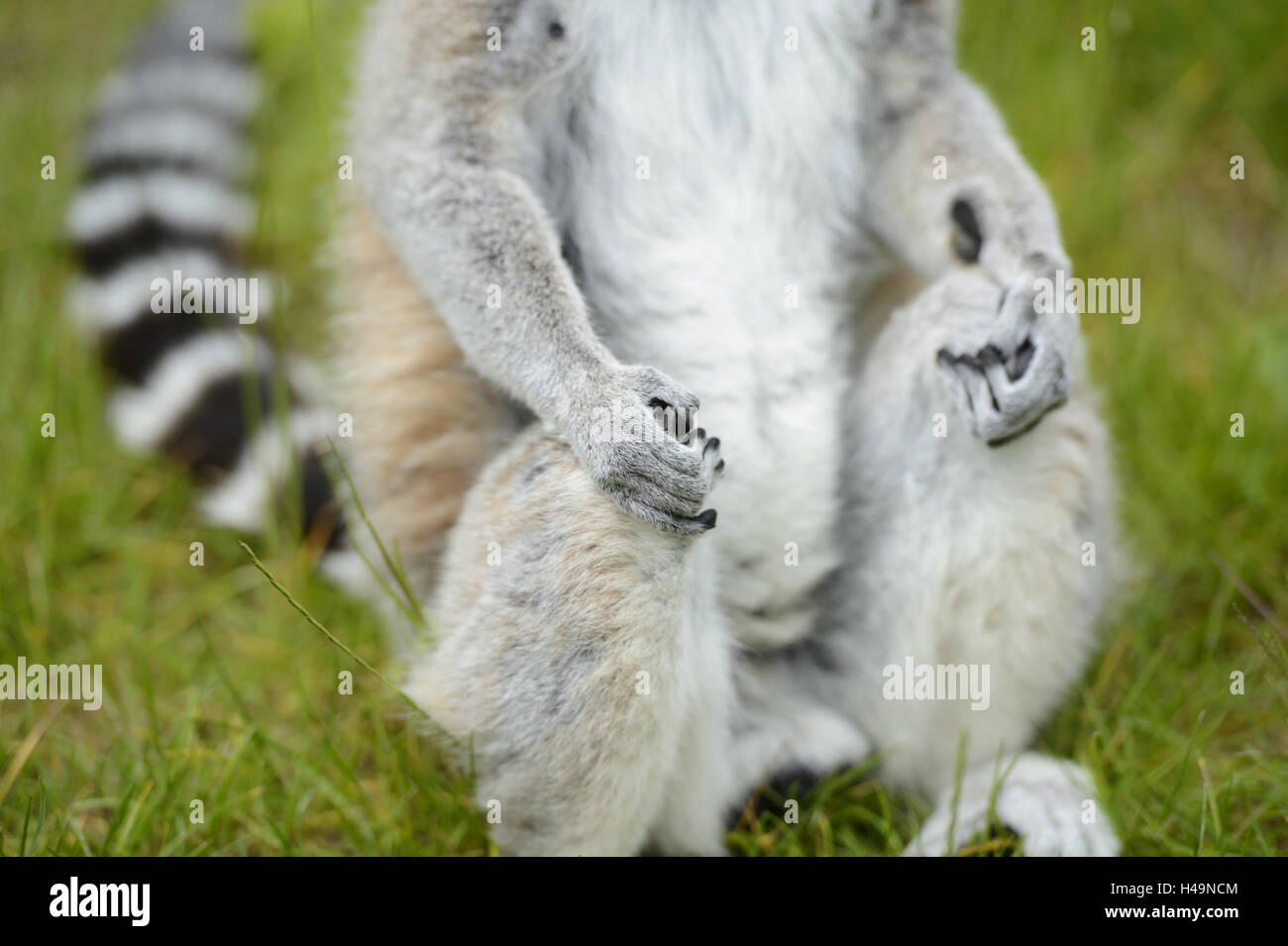 Katta, Lemur catta, paws, detail, head-on, sit, zoo Stock Photo - Alamy