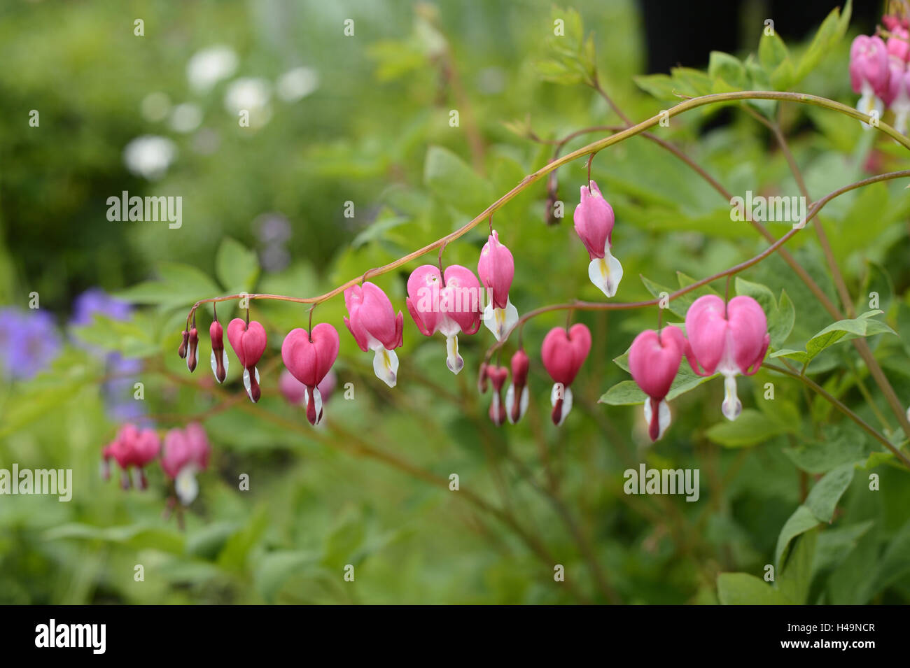 Bichrome heart flower hi-res stock photography and images - Alamy