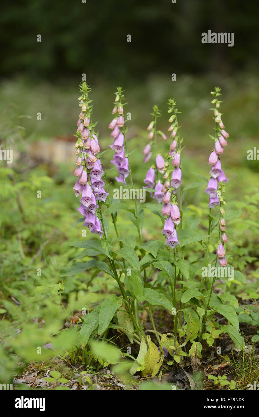 Red thimble, digitalis purpurea, blossom Stock Photo - Alamy