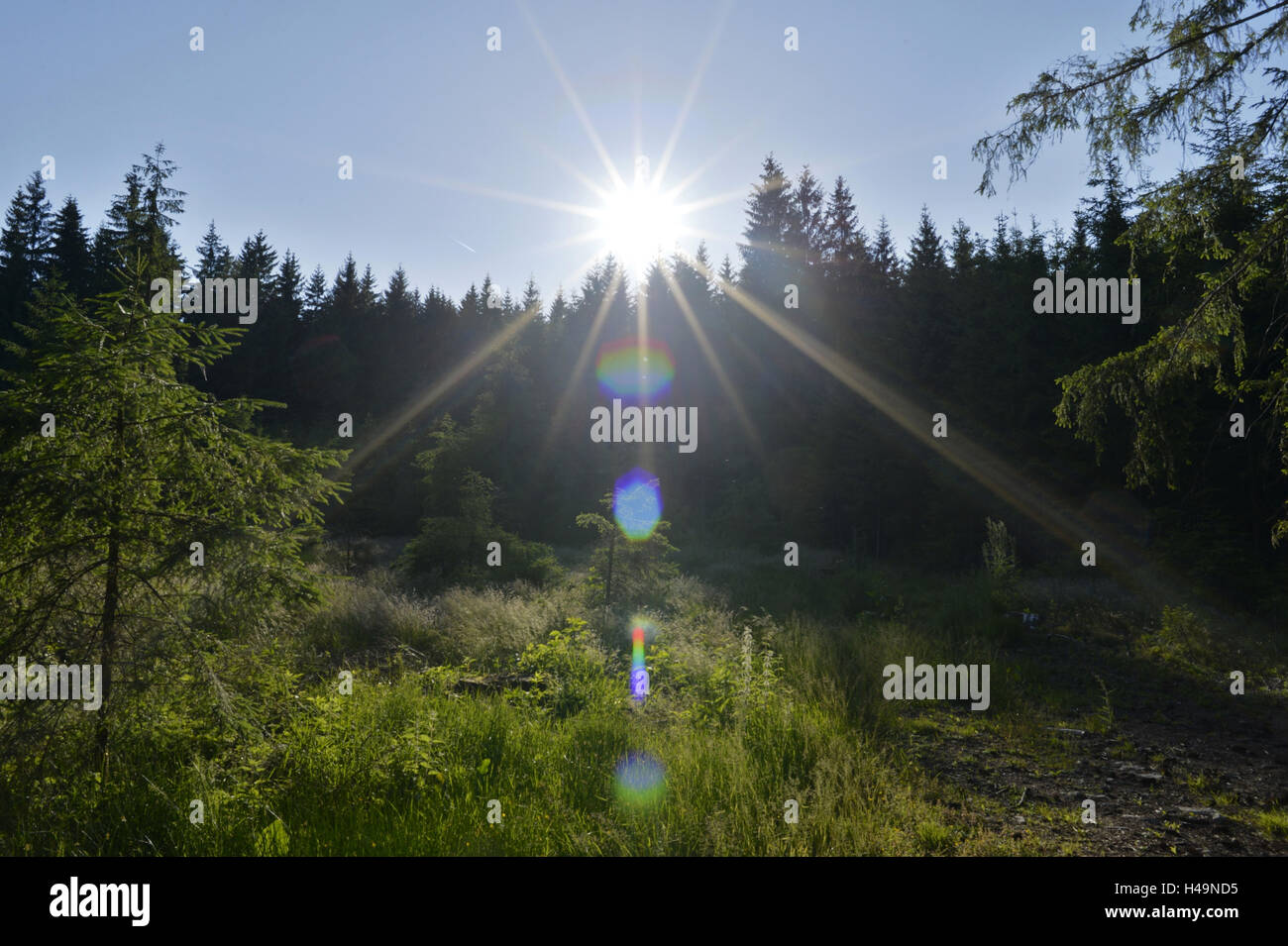 Wood, lumen, scenery, spruces, Picea abies, the sun, back light Stock ...