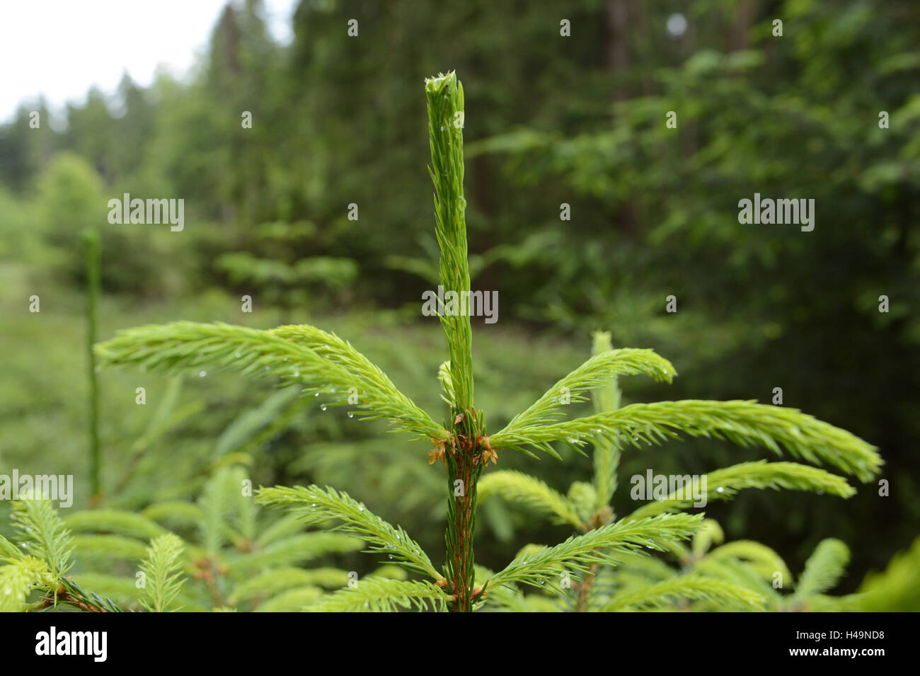 Spruce, Picea abies, medium close-up, wood Stock Photo - Alamy