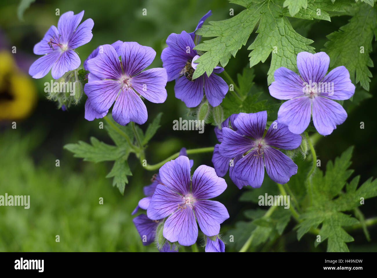 Garden geranium hybrid, geranium × magnificum, blossom Stock Photo - Alamy