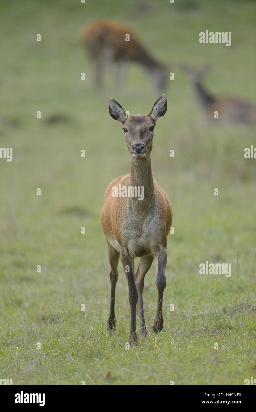 Red deer, Cervus elaphus, lumen, run, head-on, view camera Stock Photo ...