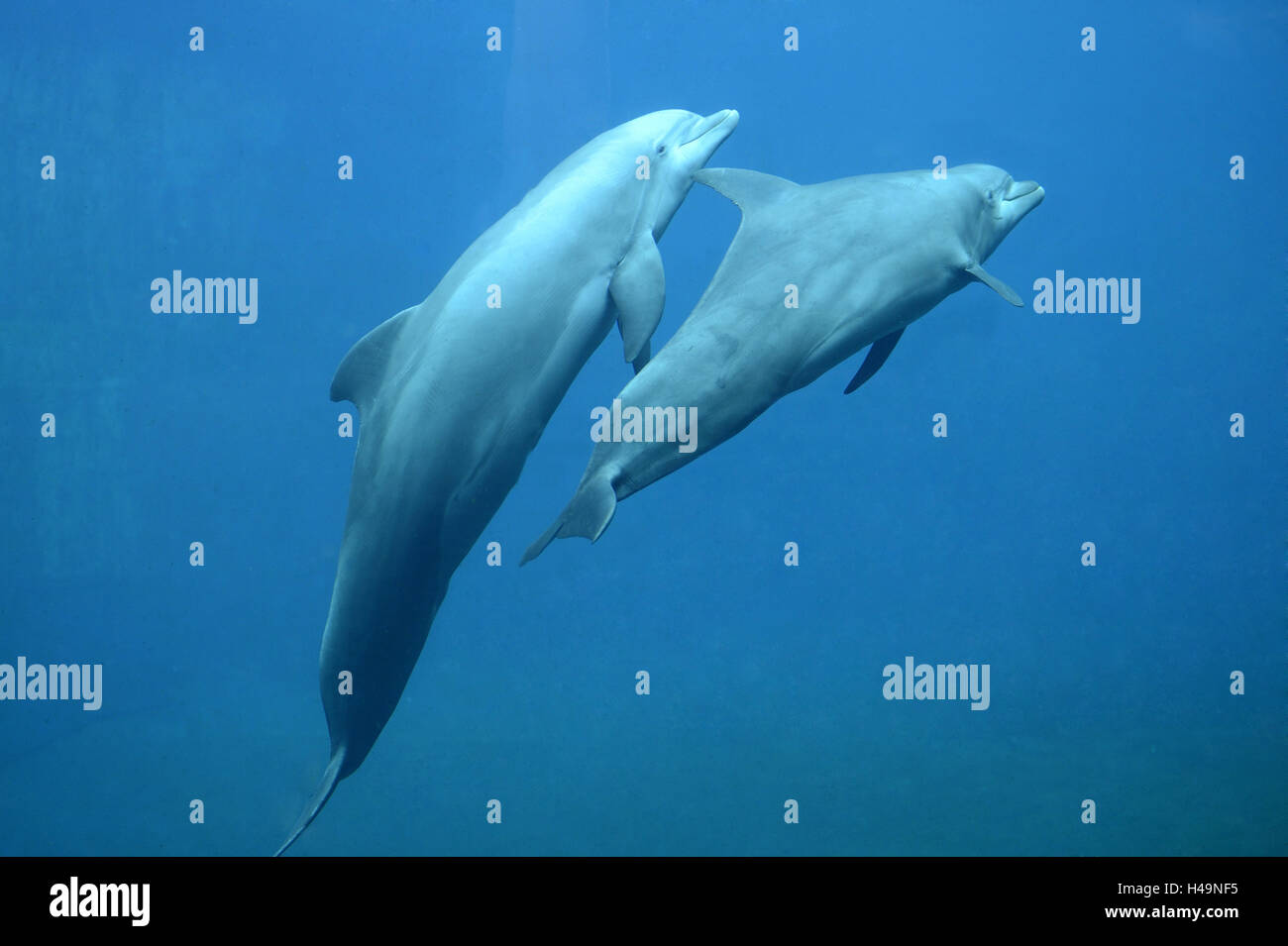 Big tumblers, Tursiops truncatus, underwater, skin-dive, at the side ...