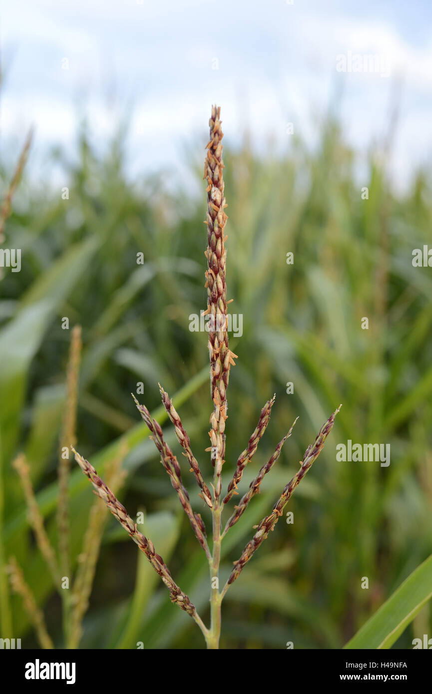 Corn field, maize, Zea mays, blossom, medium close-up Stock Photo - Alamy