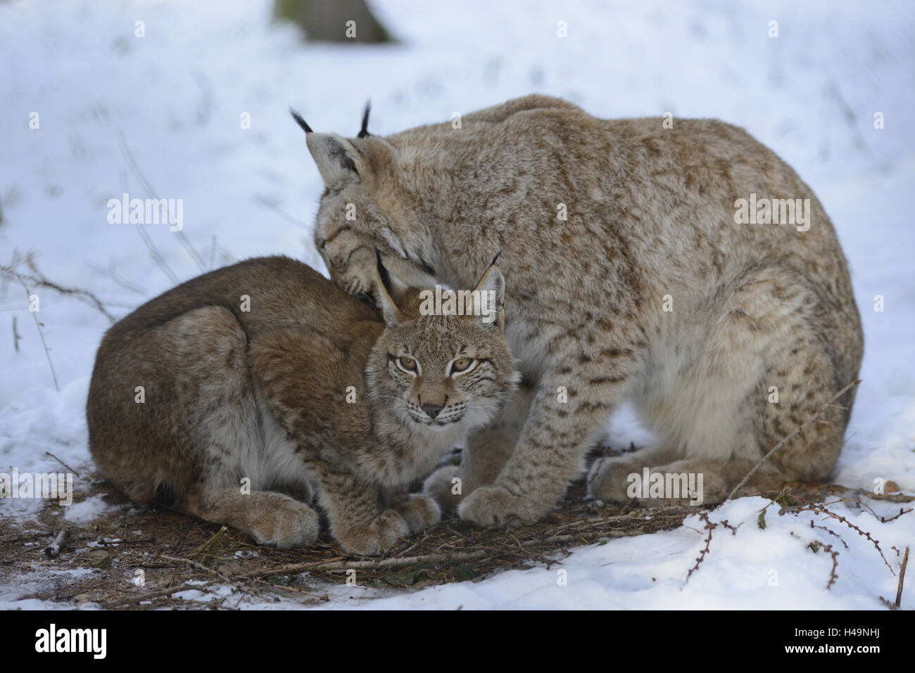 Eurasian lynxes, Lynx lynx, adult animal, young animal, winter, side ...