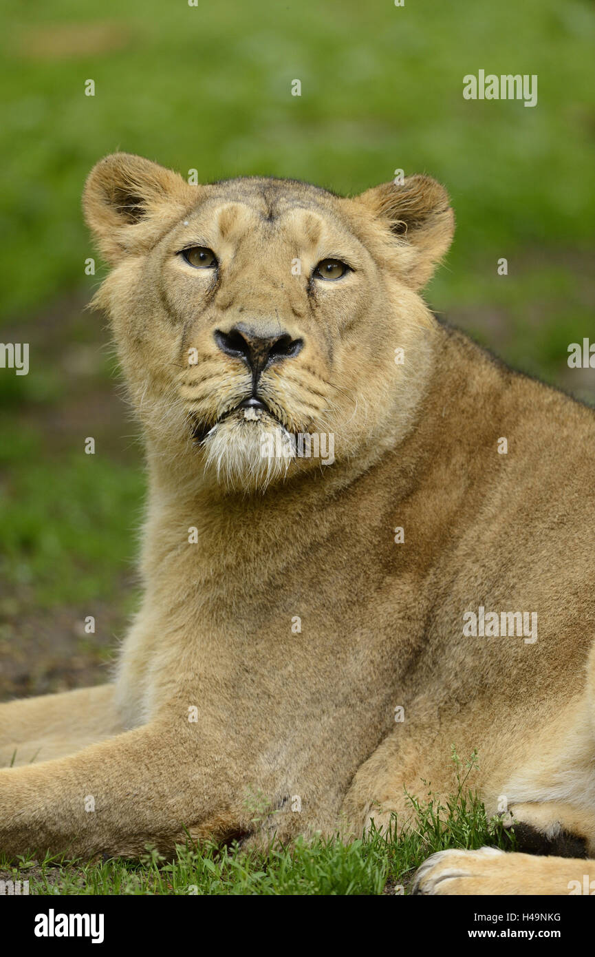 Asian lion, Panthera leo persica, females, half portrait, head-on, view ...