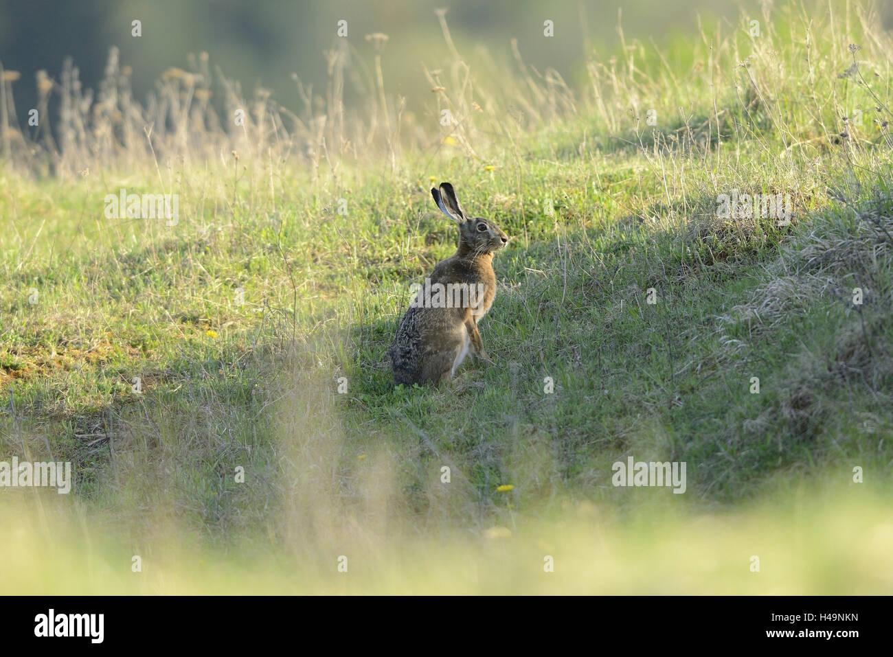 Field hare, Lepus europaeus, meadow, at the side, sit Stock Photo - Alamy