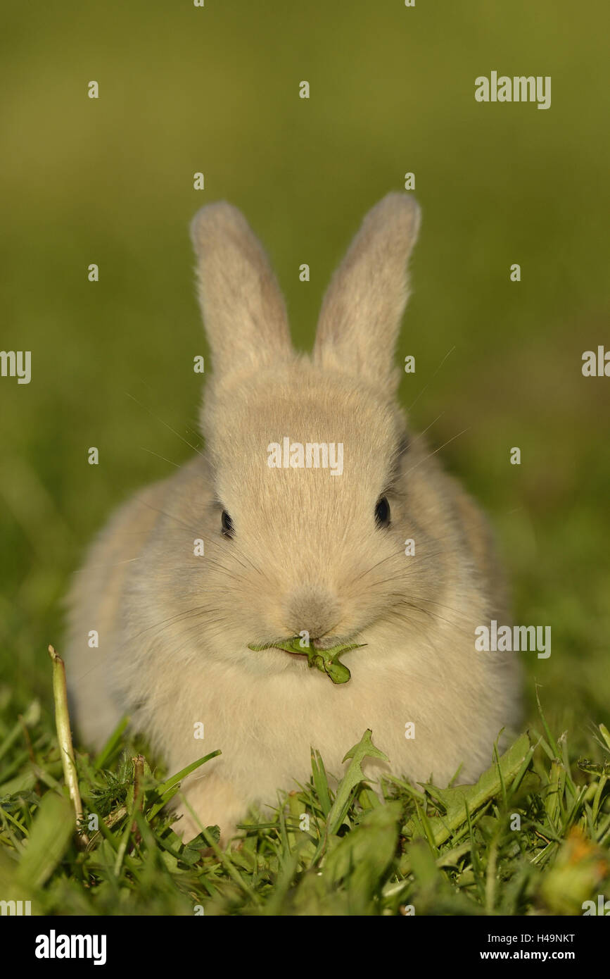 Domestic rabbit, Oryctolagus cuniculus forma domestica, young animal ...