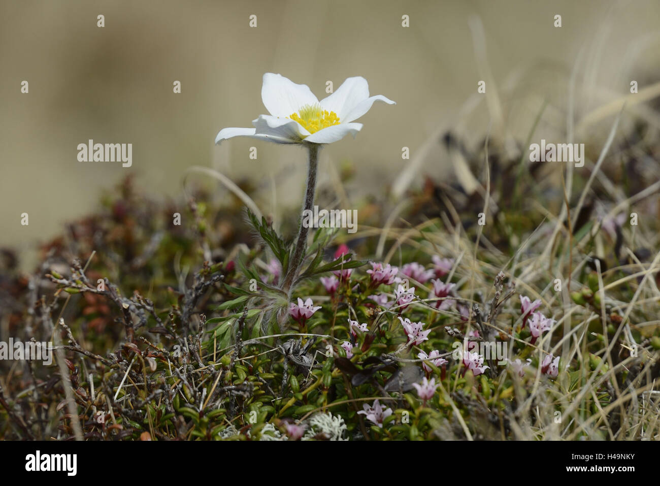 Alpine pasqueflower, Pulsatilla alpina, alpine anemone, blossom Stock ...