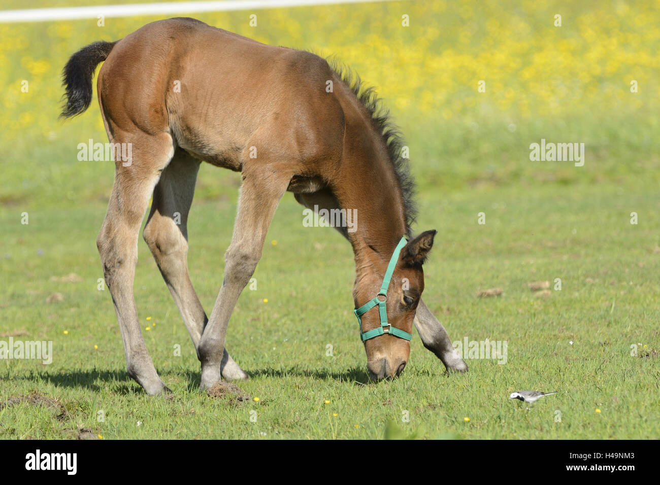 Horse, foal, meadow, side view, standing Stock Photo - Alamy