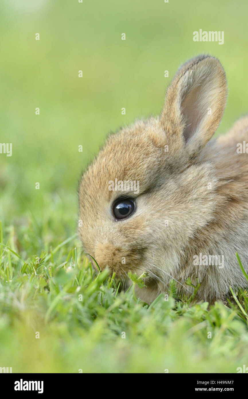 Domestic rabbit, Oryctolagus cuniculus forma domestica, young animal ...