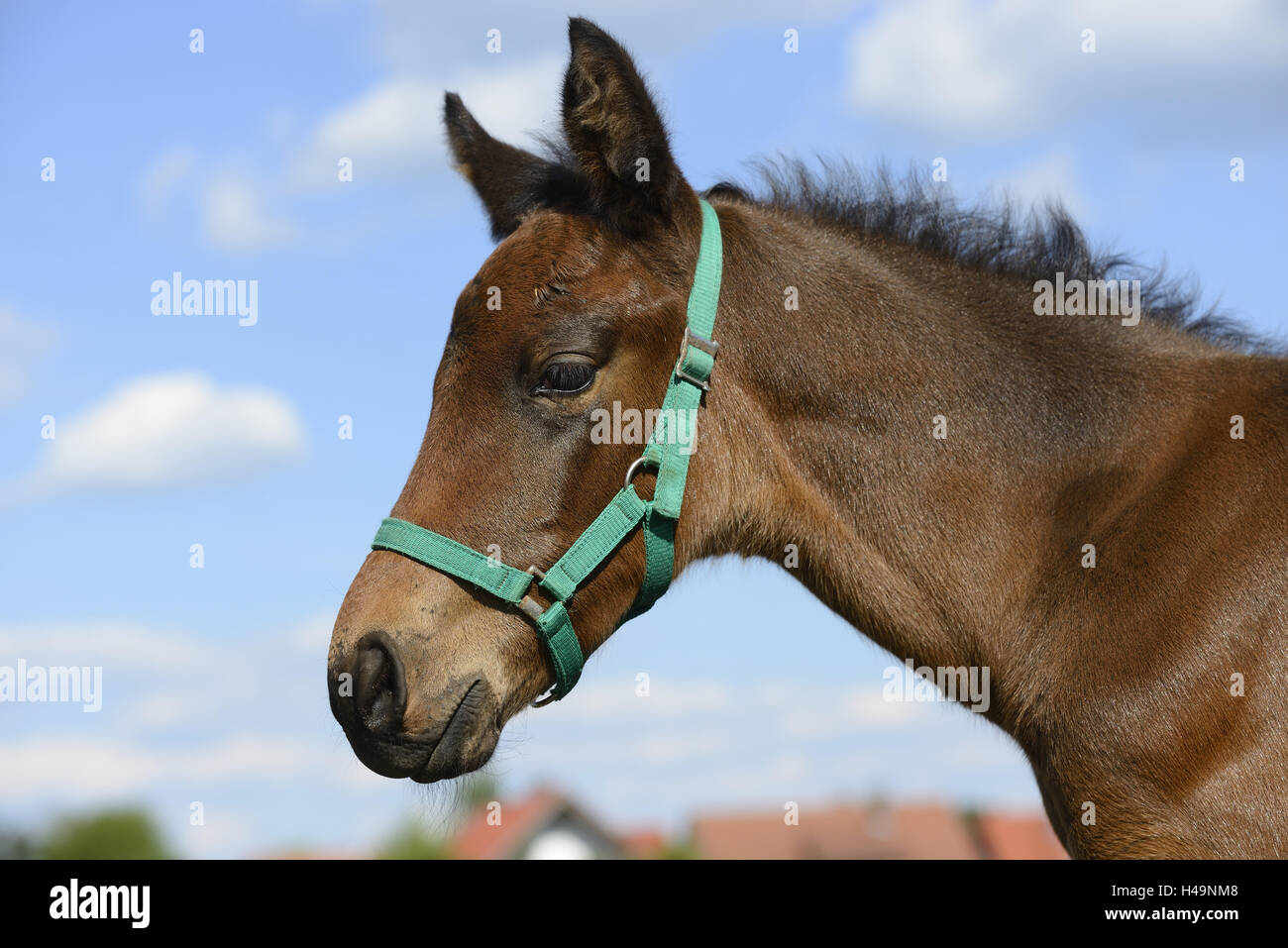 Horse, foal, portrait, at the side Stock Photo - Alamy