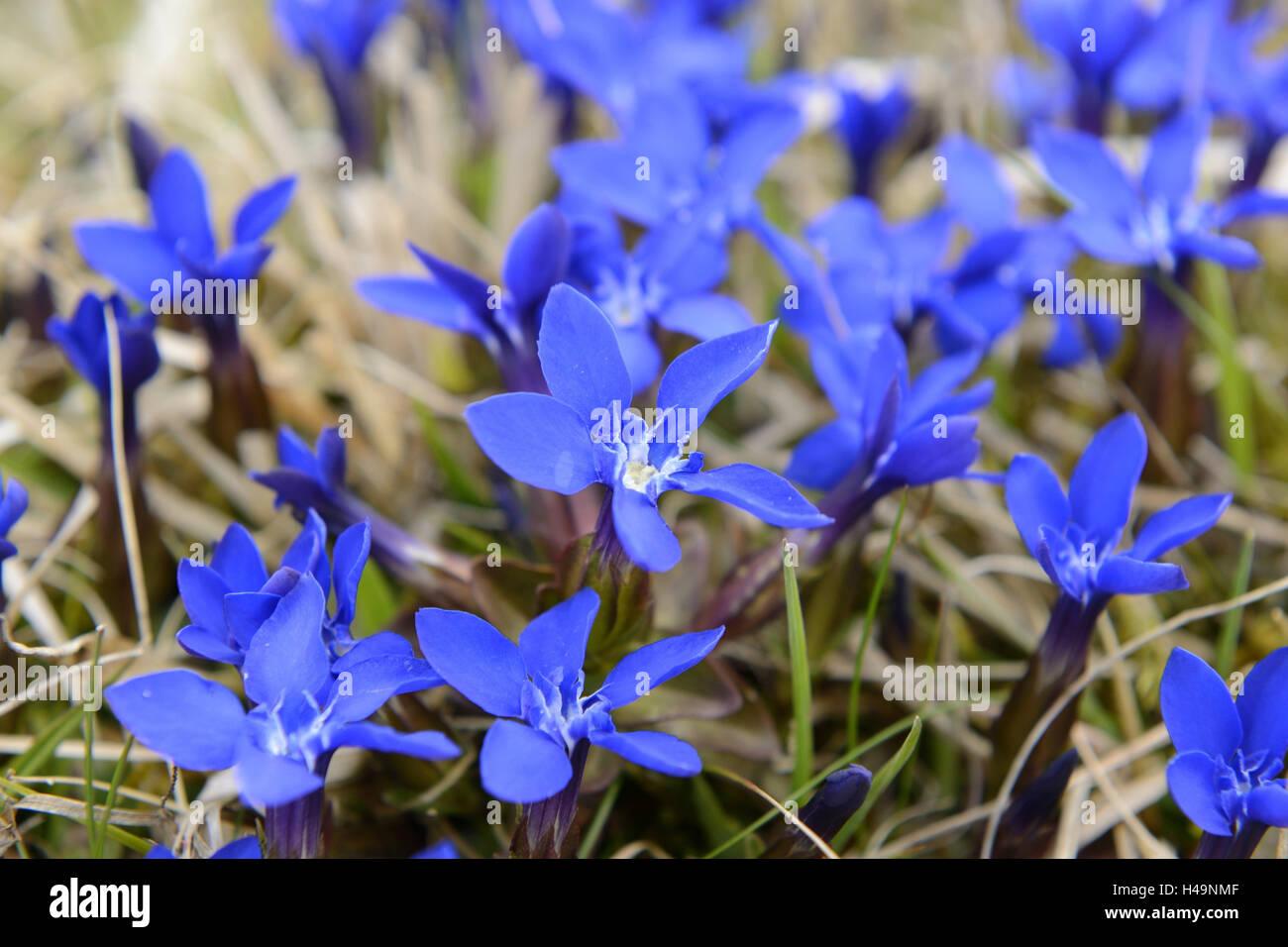 Spring gentian, Gentiana verna, blossom Stock Photo - Alamy