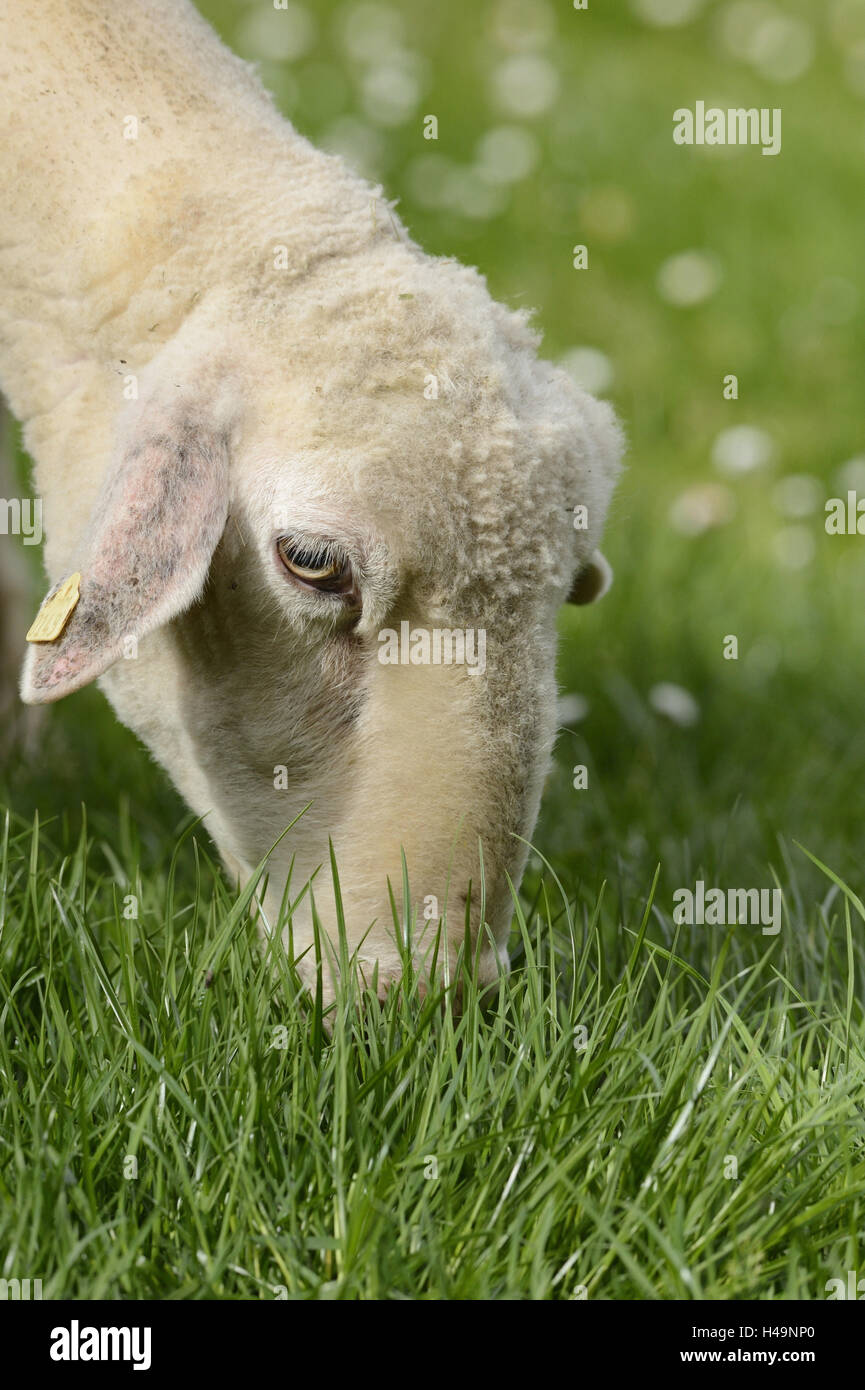Domestic sheep, Ovis orientalis aries, portrait, meadow, standing Stock ...