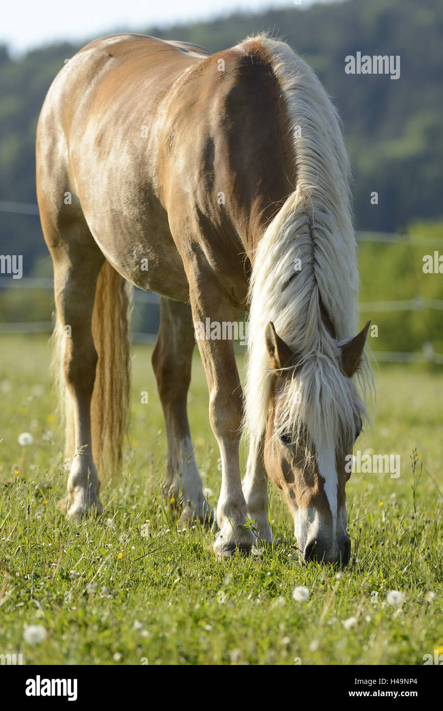 Haflinger stallion hi-res stock photography and images - Alamy