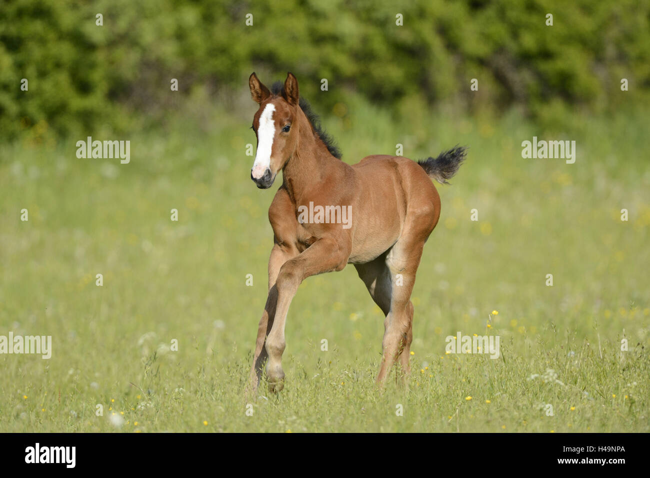 Horse, foal, meadow, side view, running Stock Photo - Alamy