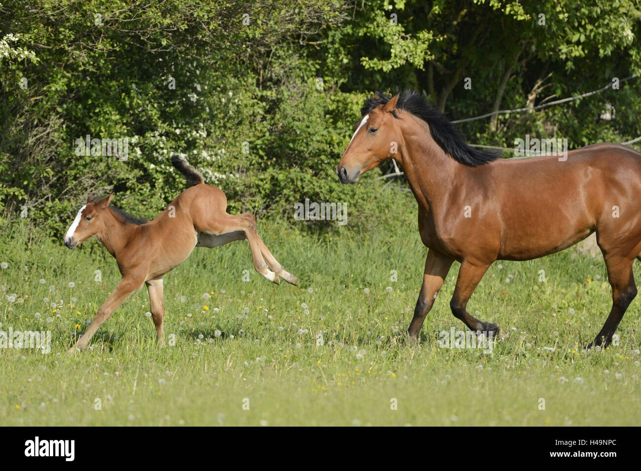 Horse, foal, meadow, side view, running, landscape Stock Photo - Alamy
