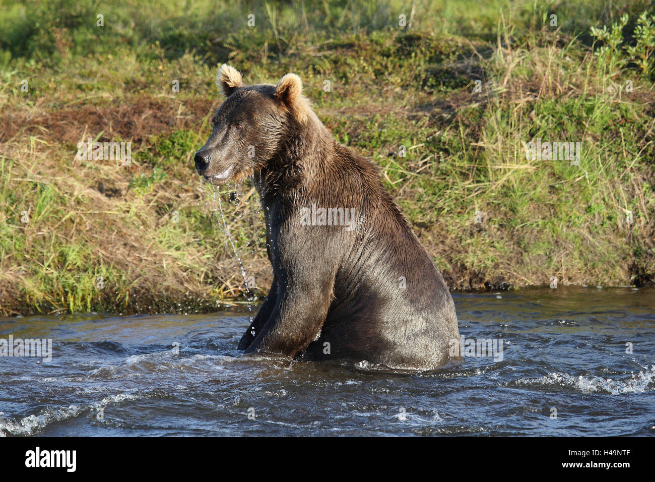 Grizzly bear and water hi-res stock photography and images - Alamy