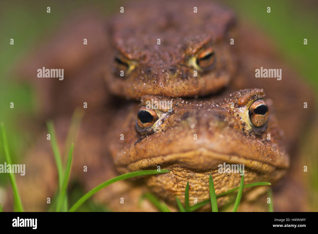 Toads, mating, migration, close-up Stock Photo - Alamy