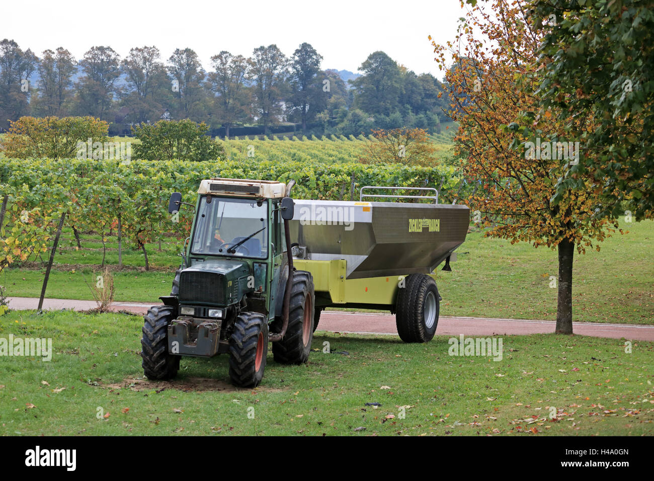 Largest grape vine hi-res stock photography and images - Alamy