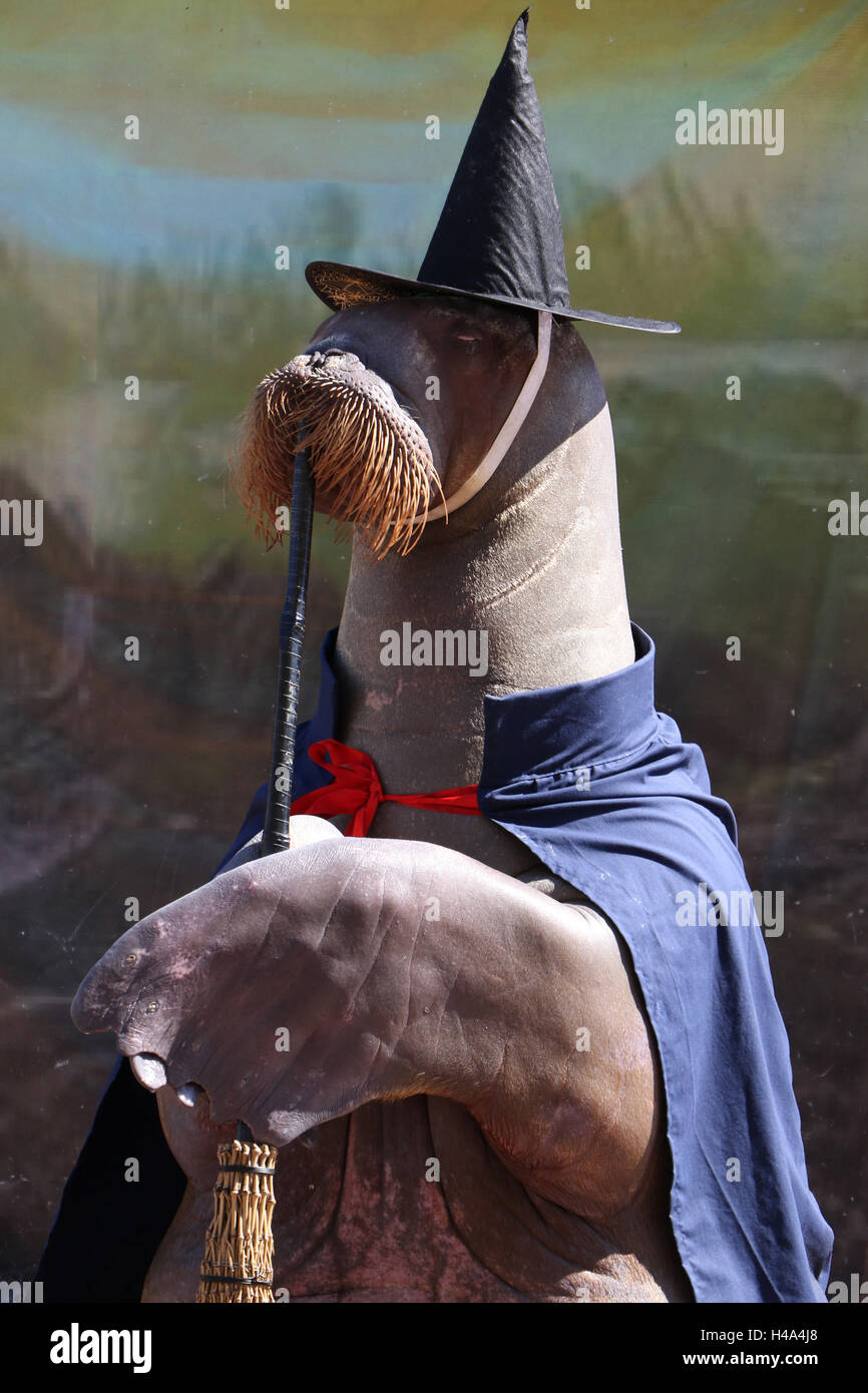 Yokohama, Japan. 15th Oct, 2016. A female walrus Pico wears a costume ...