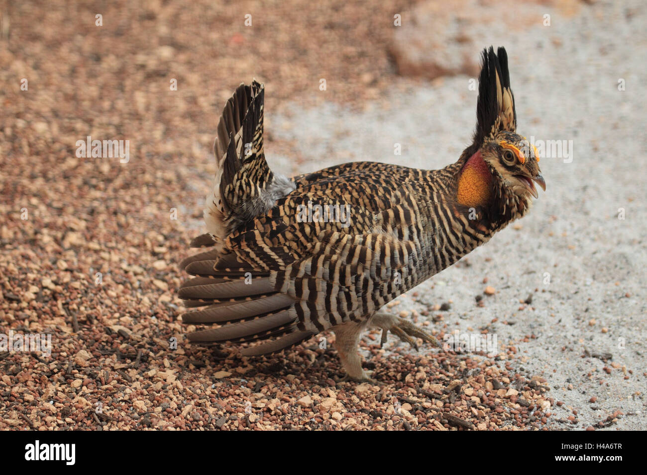 prairie hen, male, mating Stock Photo - Alamy