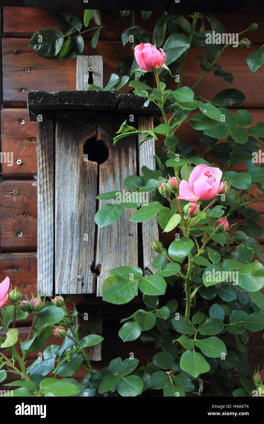 Summer house with bird nesting box and rose tree Stock Photo - Alamy