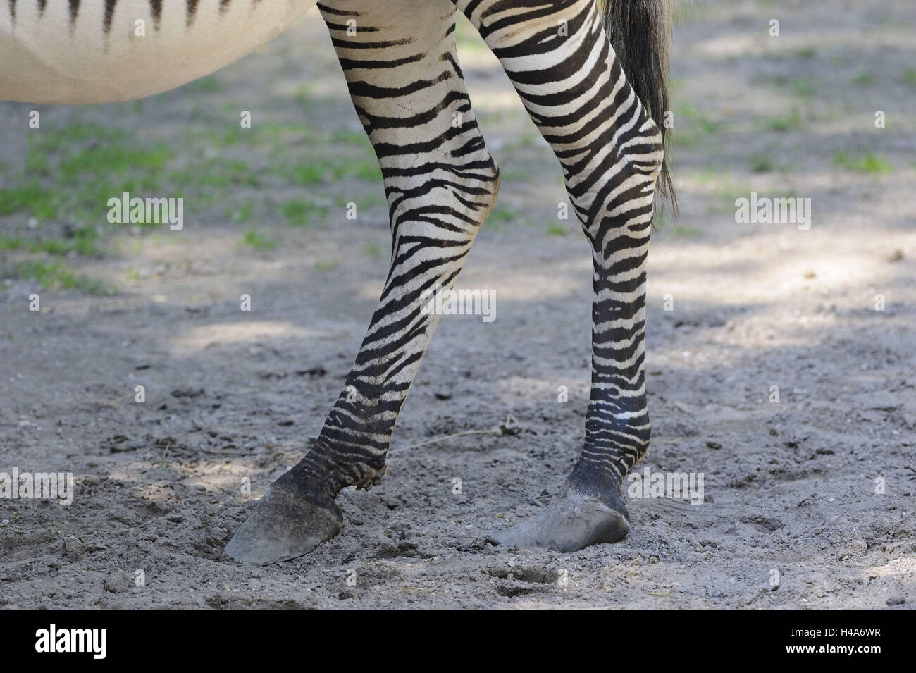 Grévy's zebra, Equus grevyi, hind legs, detail Stock Photo - Alamy