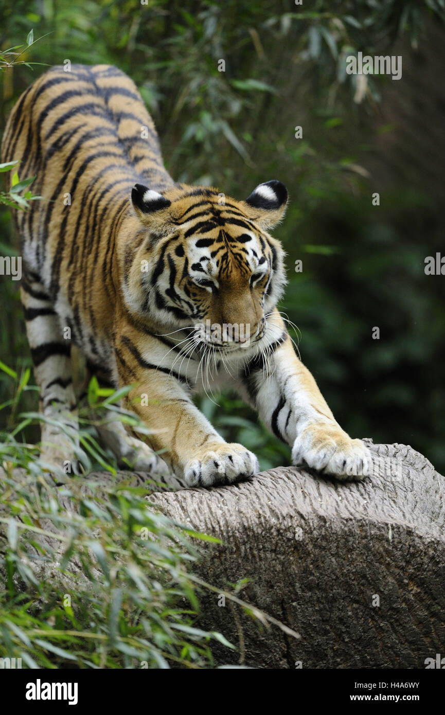 Siberian tiger, Panthera tigris altaica, trunk, front view, standing ...