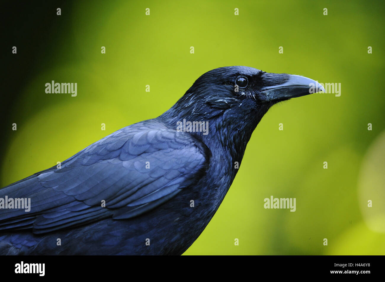 Corvus corone hi-res stock photography and images - Alamy
