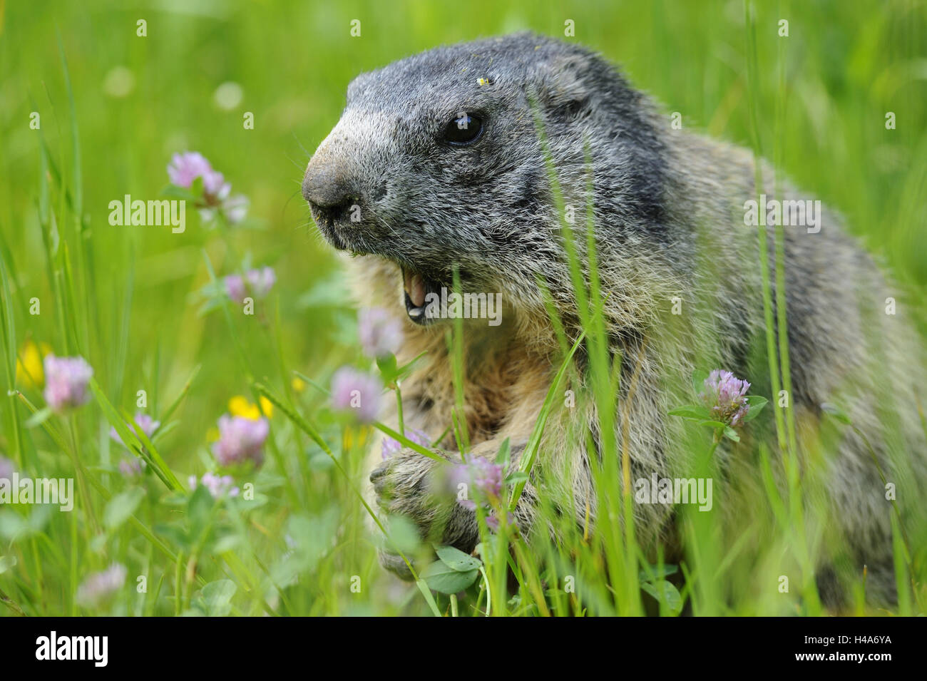 Alp groundhog, Marmota marmota, portrait, at the side, view camera ...