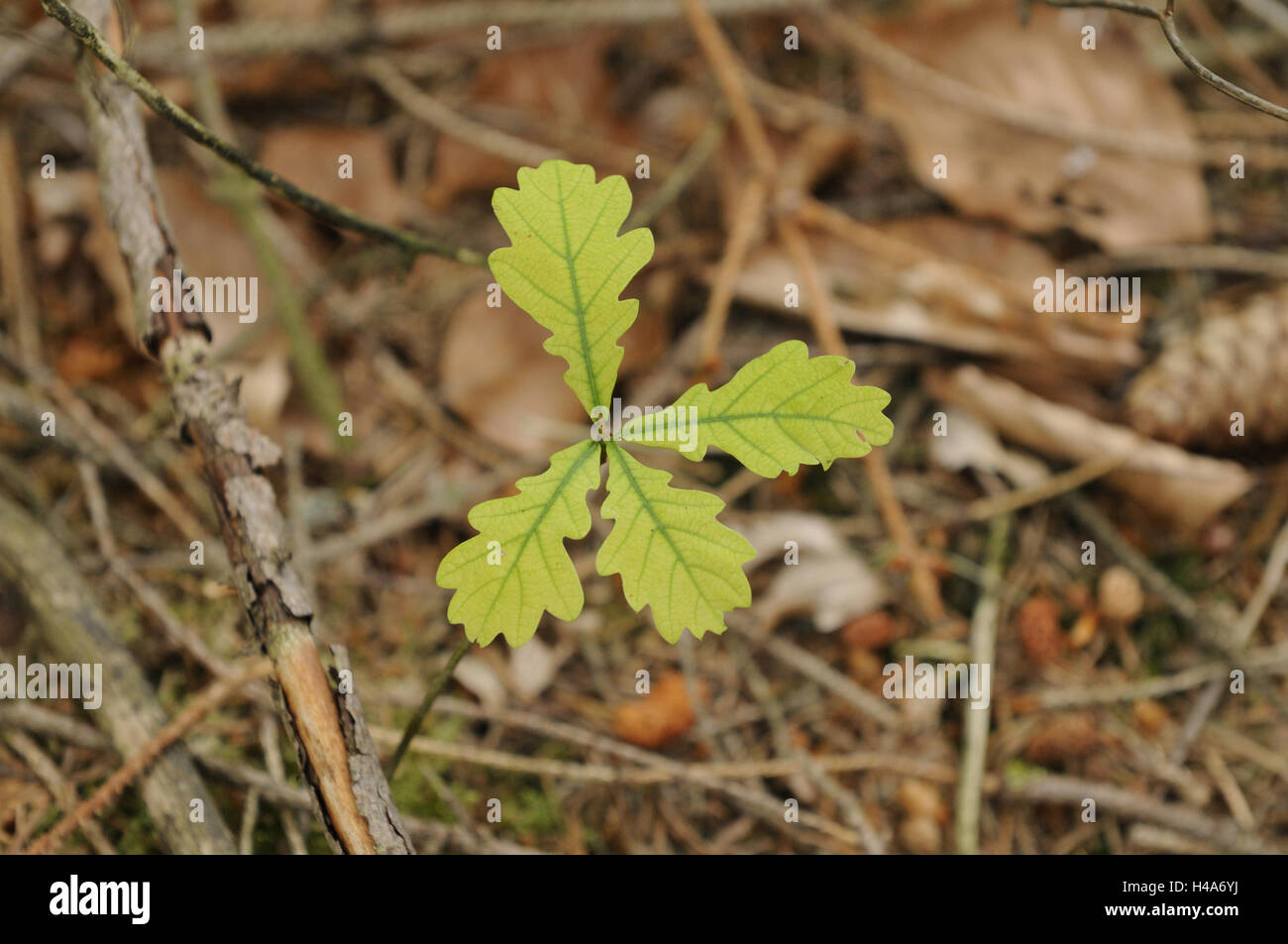 Young oak, common oak, Quercus robur, Quercus pedunculata, bird's-eye ...