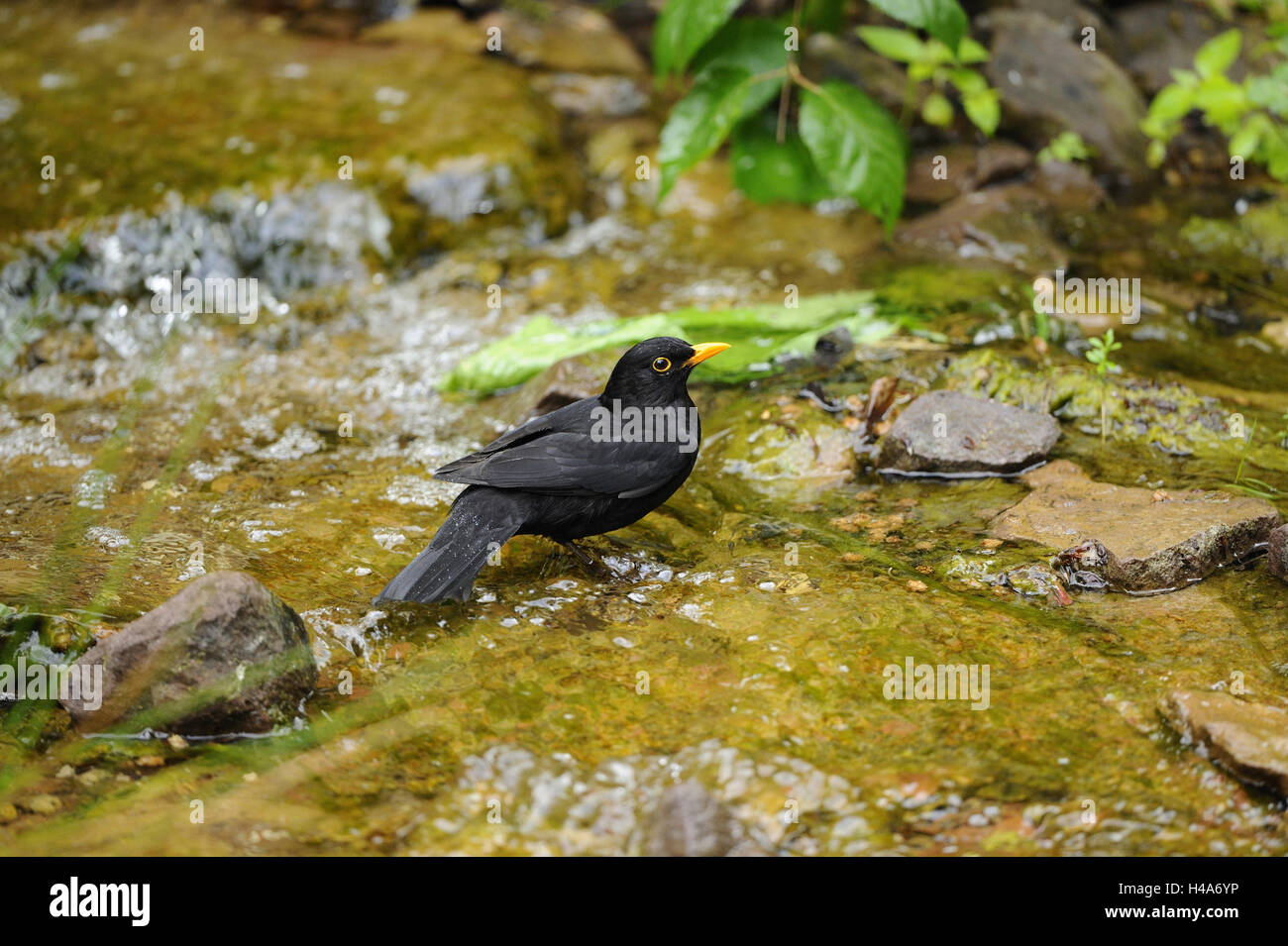 Brook little hi-res stock photography and images - Alamy