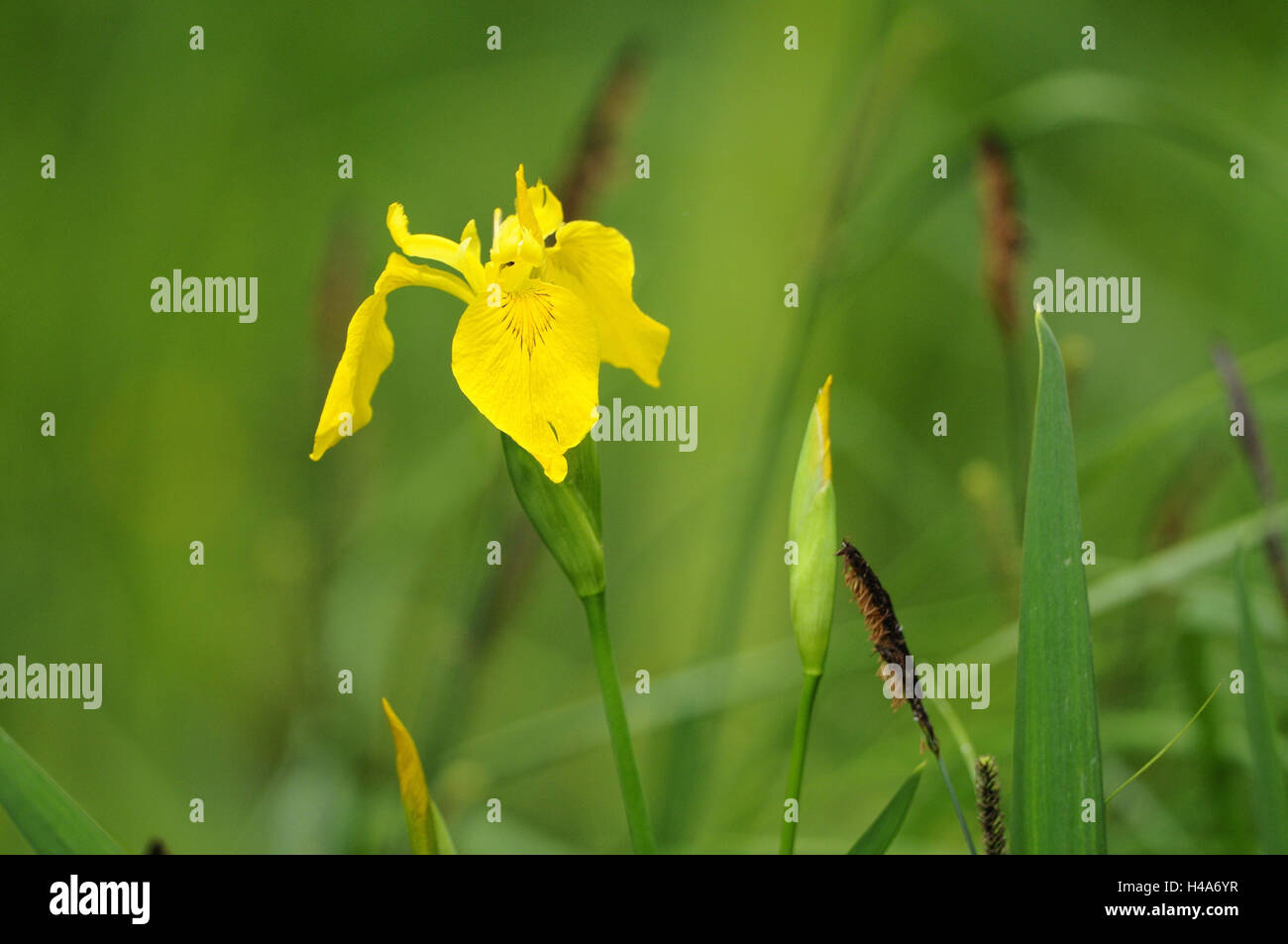 Marsh iris, iris pseudacorus Stock Photo - Alamy
