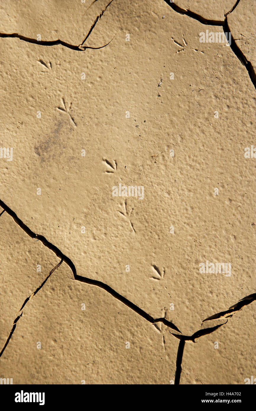 Global warming birds hi-res stock photography and images - Alamy